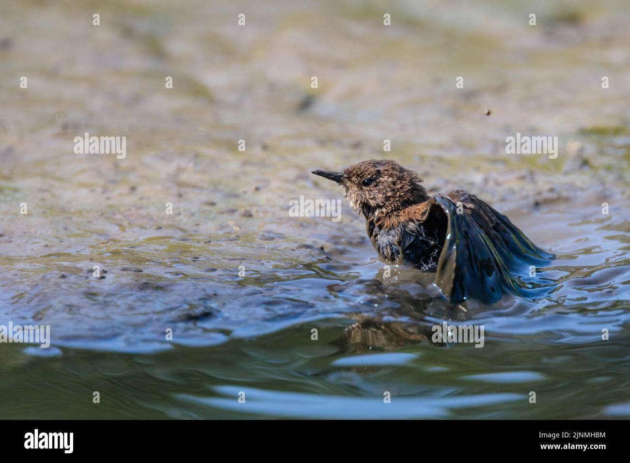 Barn Hill Pond, Wembley Park, UK. 11th August 2022. UK WEATHER. With ...