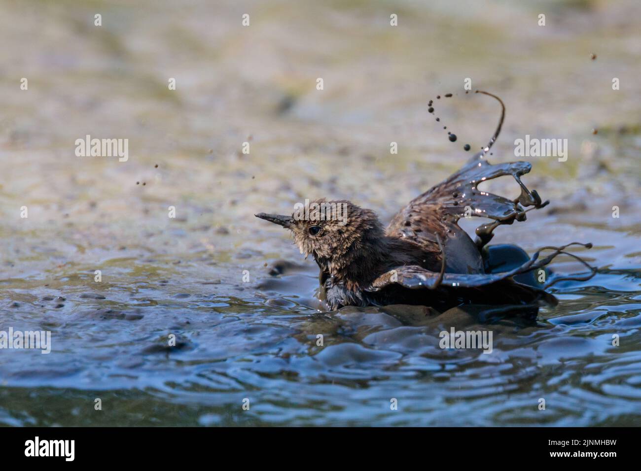 Barn Hill Pond, Wembley Park, UK. 11th August 2022. UK WEATHER. With ...