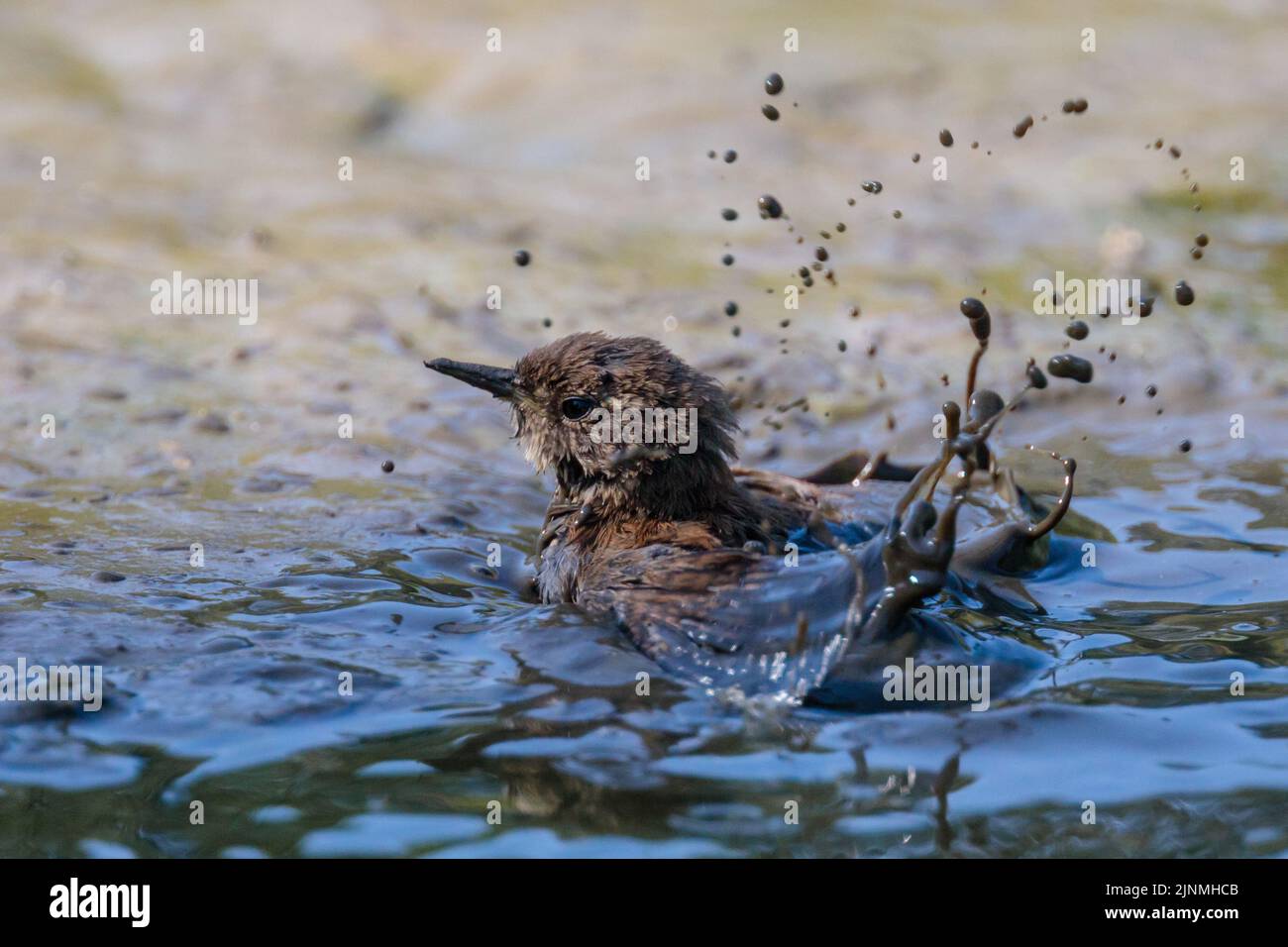 Barn Hill Pond, Wembley Park, UK. 11th August 2022. UK WEATHER. With ...