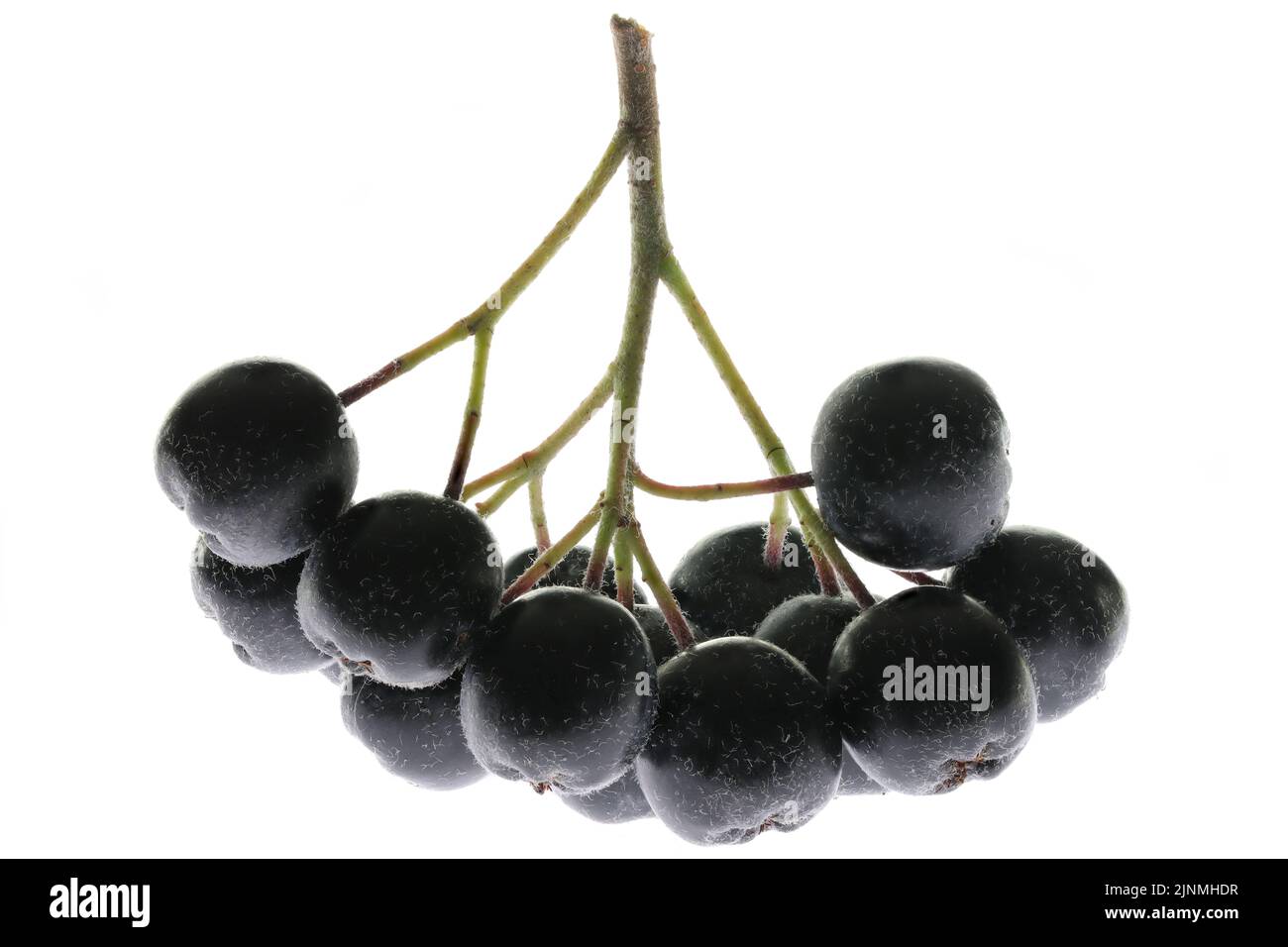 Aronia berries isolated on white background Stock Photo - Alamy