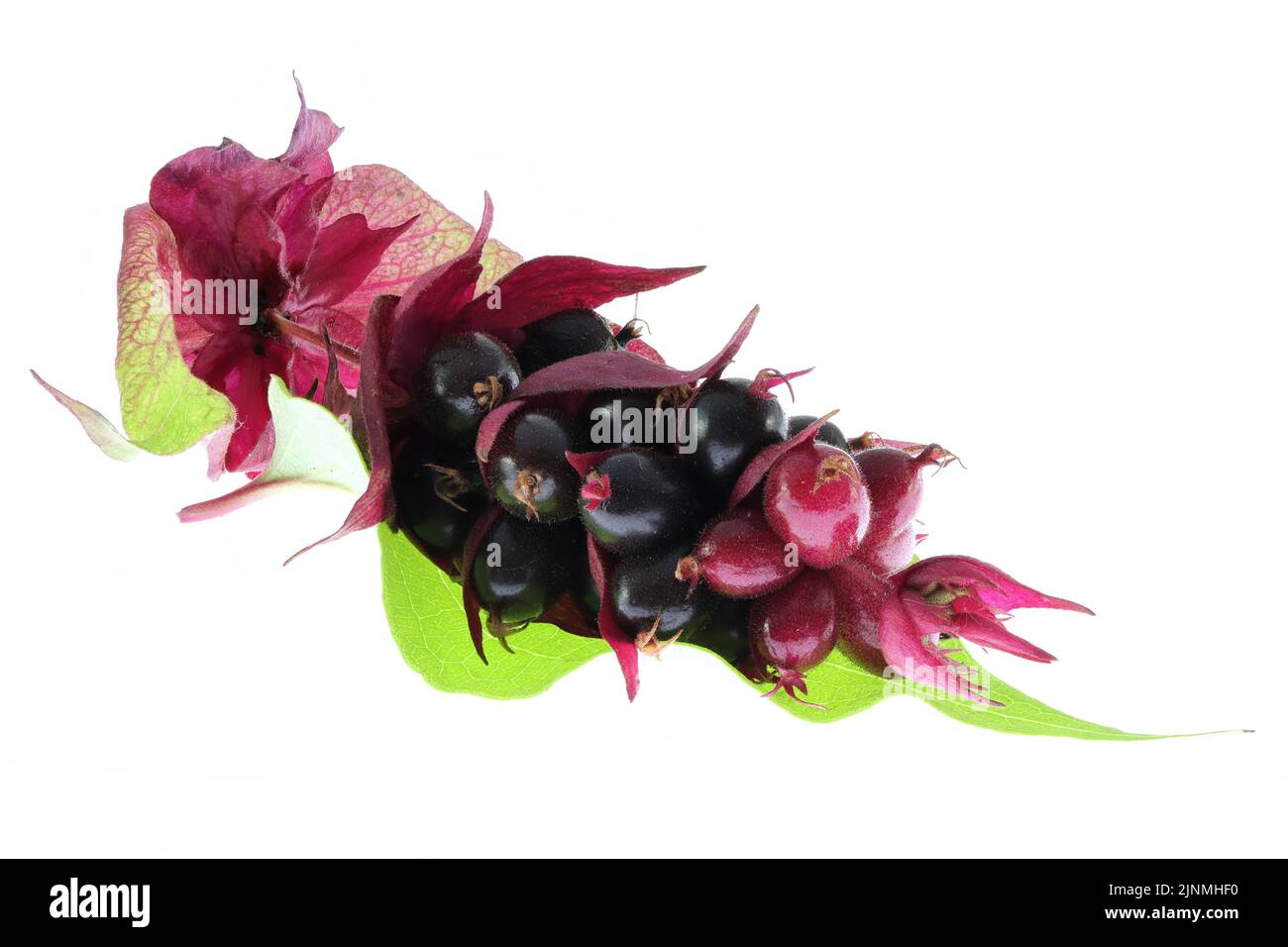 pheasant berries isolated on white background Stock Photo - Alamy