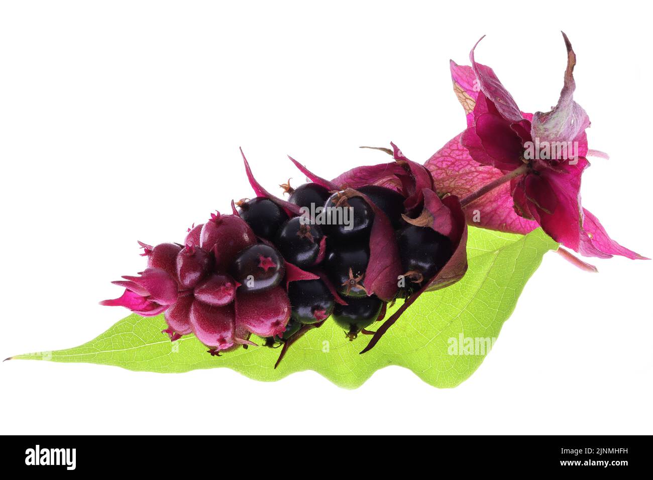 pheasant berries isolated on white background Stock Photo - Alamy