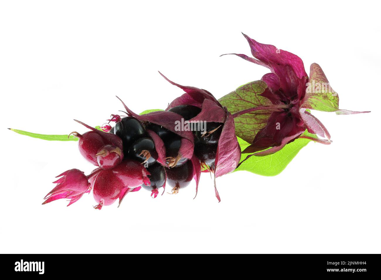 pheasant berries isolated on white background Stock Photo - Alamy