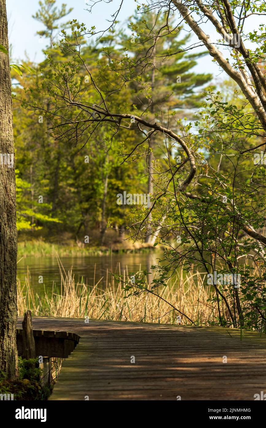 Winding boardwalk hiking trail through the wooded marsh of Ludington ...
