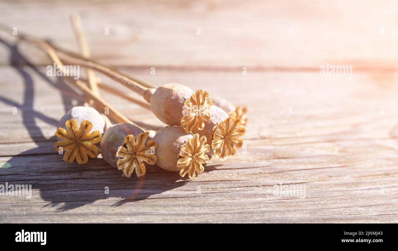 Bouquet of dry poppy stems with seed pods on a wooden surface. Poppy ...