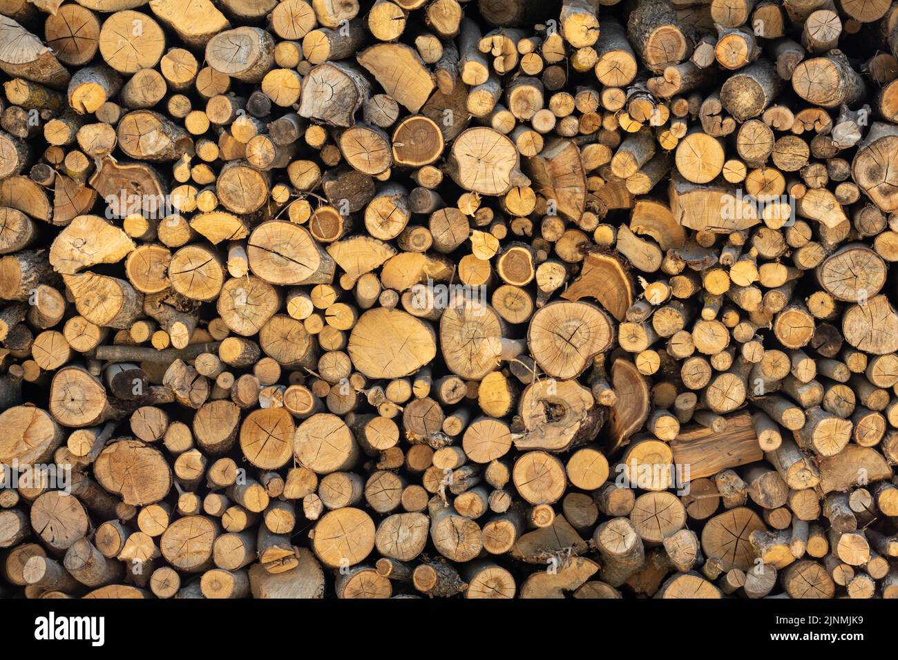 Tree stumps background. Trees cut section. Cross section of tree trunks ...