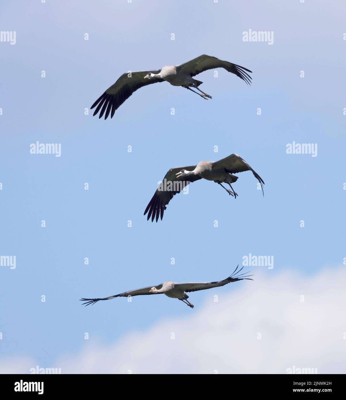 A family of Common Cranes coming into land at Slimbridge ...