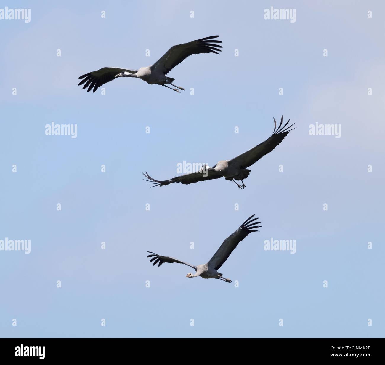 A family of Common Cranes coming into land at Slimbridge ...