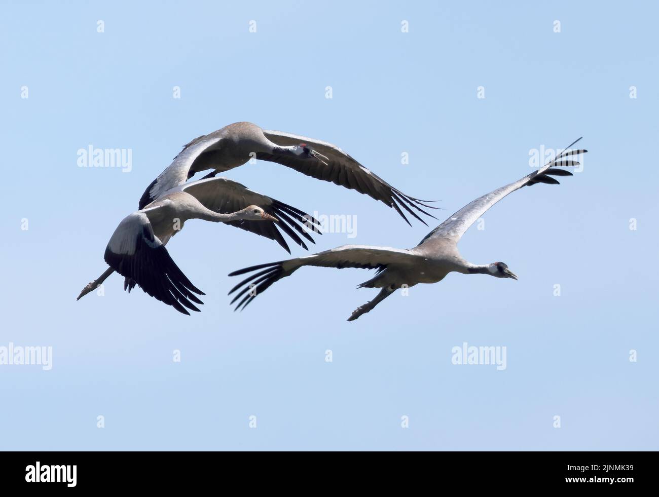 A family of Common Cranes coming into land at Slimbridge ...