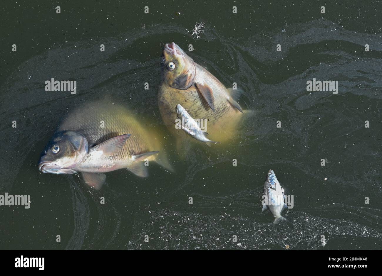 Schwedt, Germany. 12th Aug, 2022. Dead fish in the Oder River. Credit ...