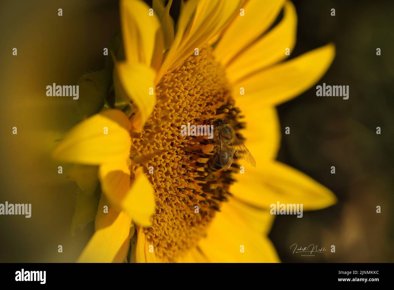 Makrofotografie sonnenblume hi-res stock photography and images - Alamy