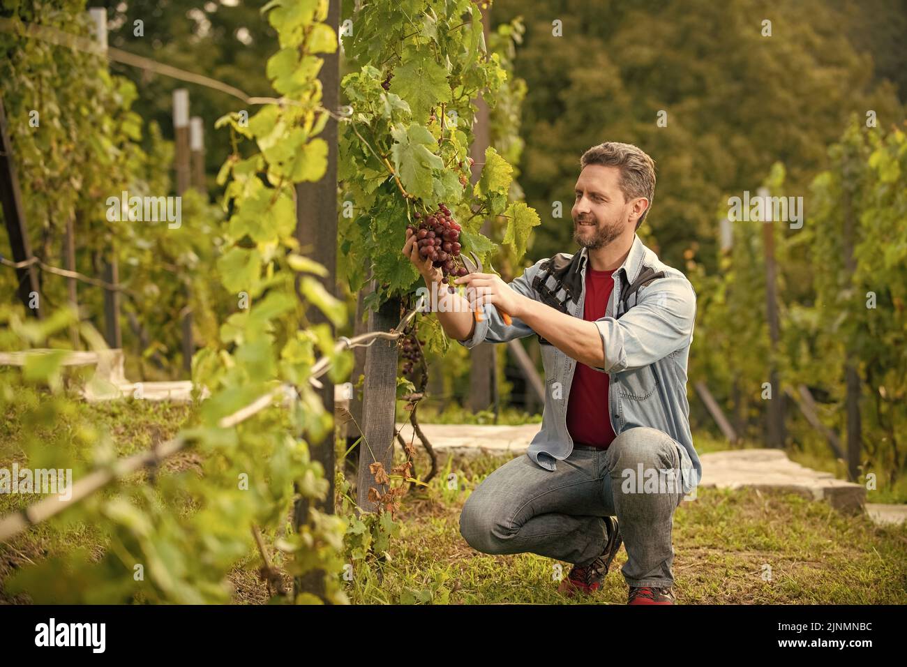 wine maker cut grapes with gardening scissors, grape Stock Photo - Alamy