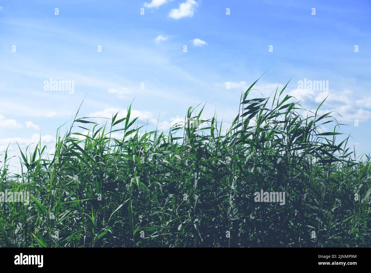 Water reed against blue clear sky in summer day. Nature background ...