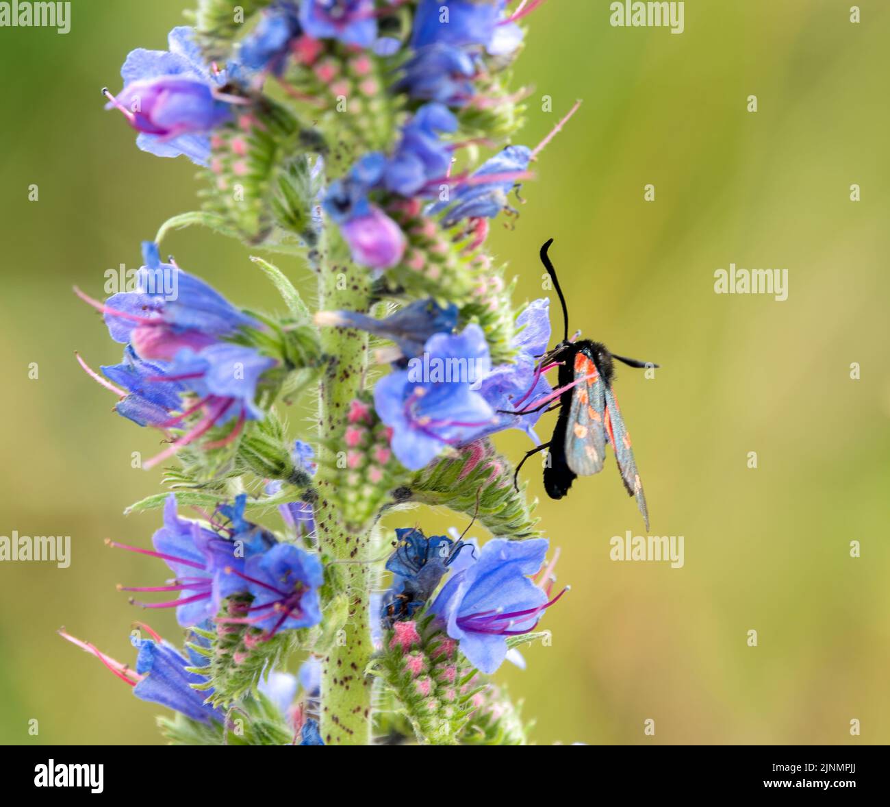 a six spot burnet moth (Zygaena filipendulae) feeding on a beautiful ...