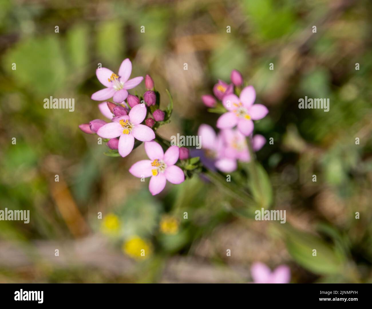 close-up of pink summer flowers of the Common centaury (Centaurium ...