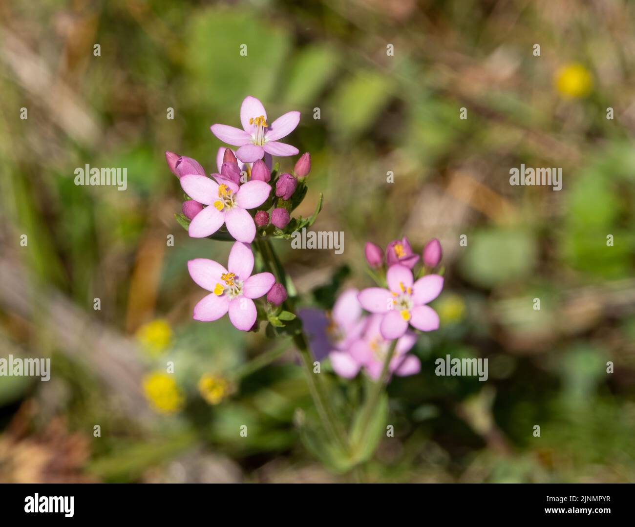 close-up of pink summer flowers of the Common centaury (Centaurium ...