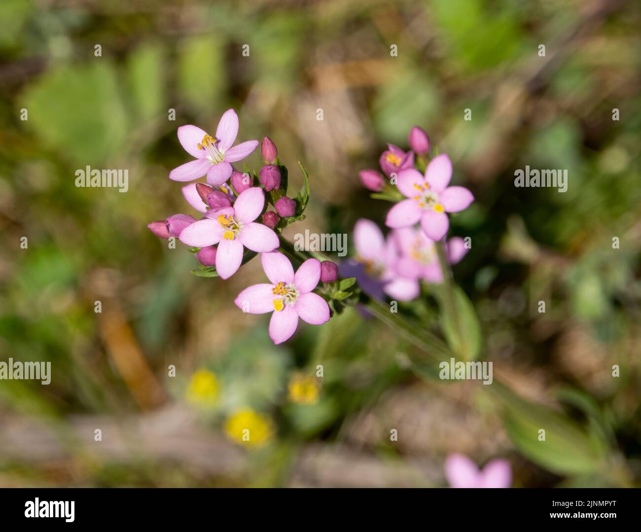 close-up of pink summer flowers of the Common centaury (Centaurium ...