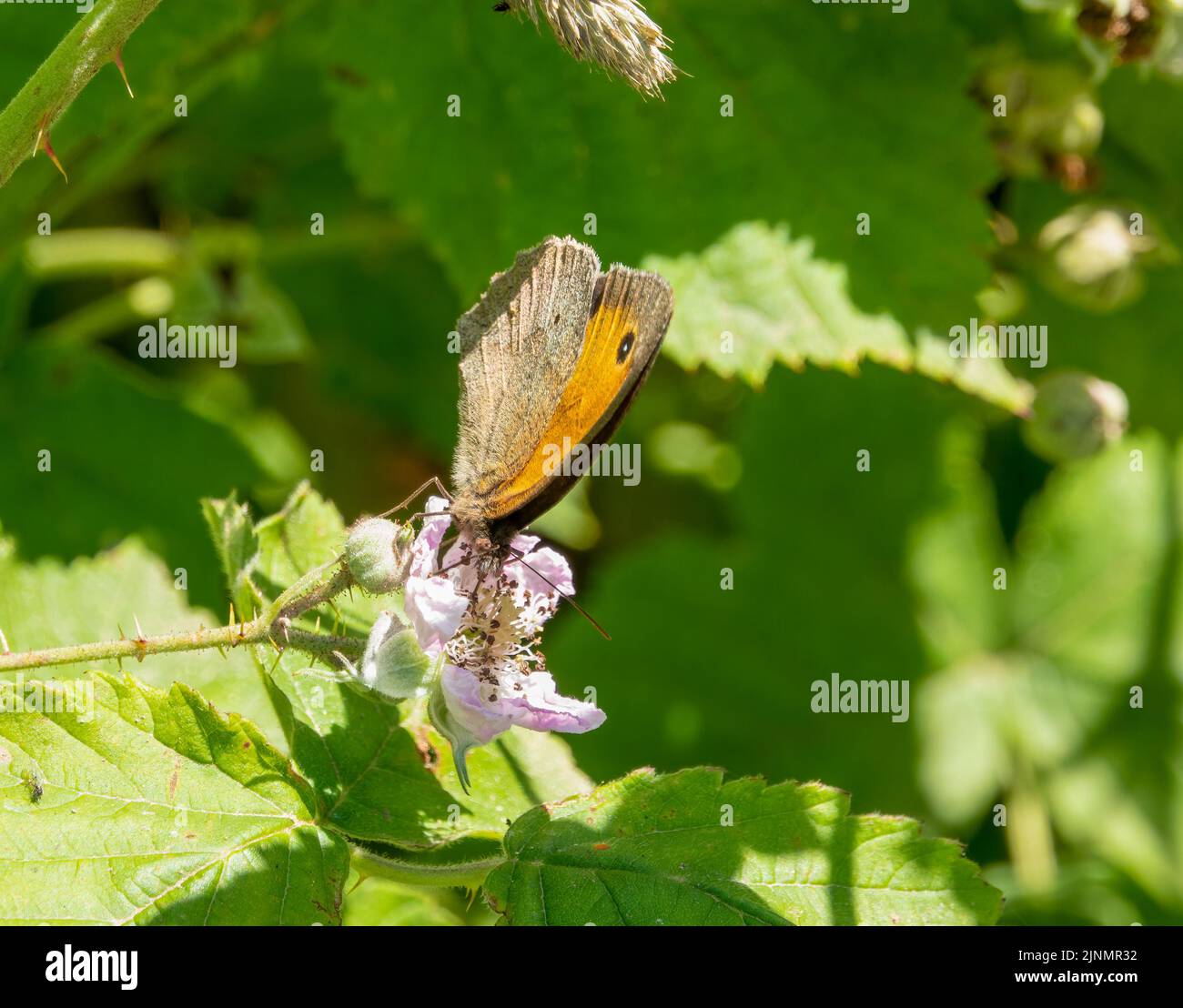 Beautiful maniola jurtina butterfly hi-res stock photography and images ...