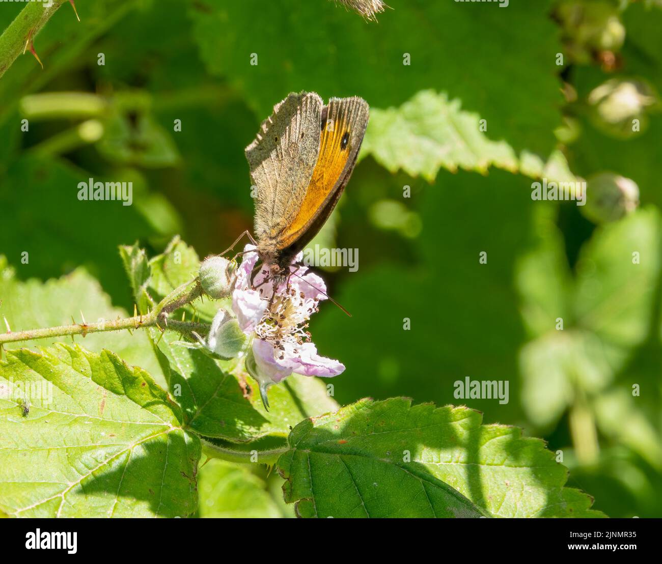 Beautiful maniola jurtina butterfly hi-res stock photography and images ...