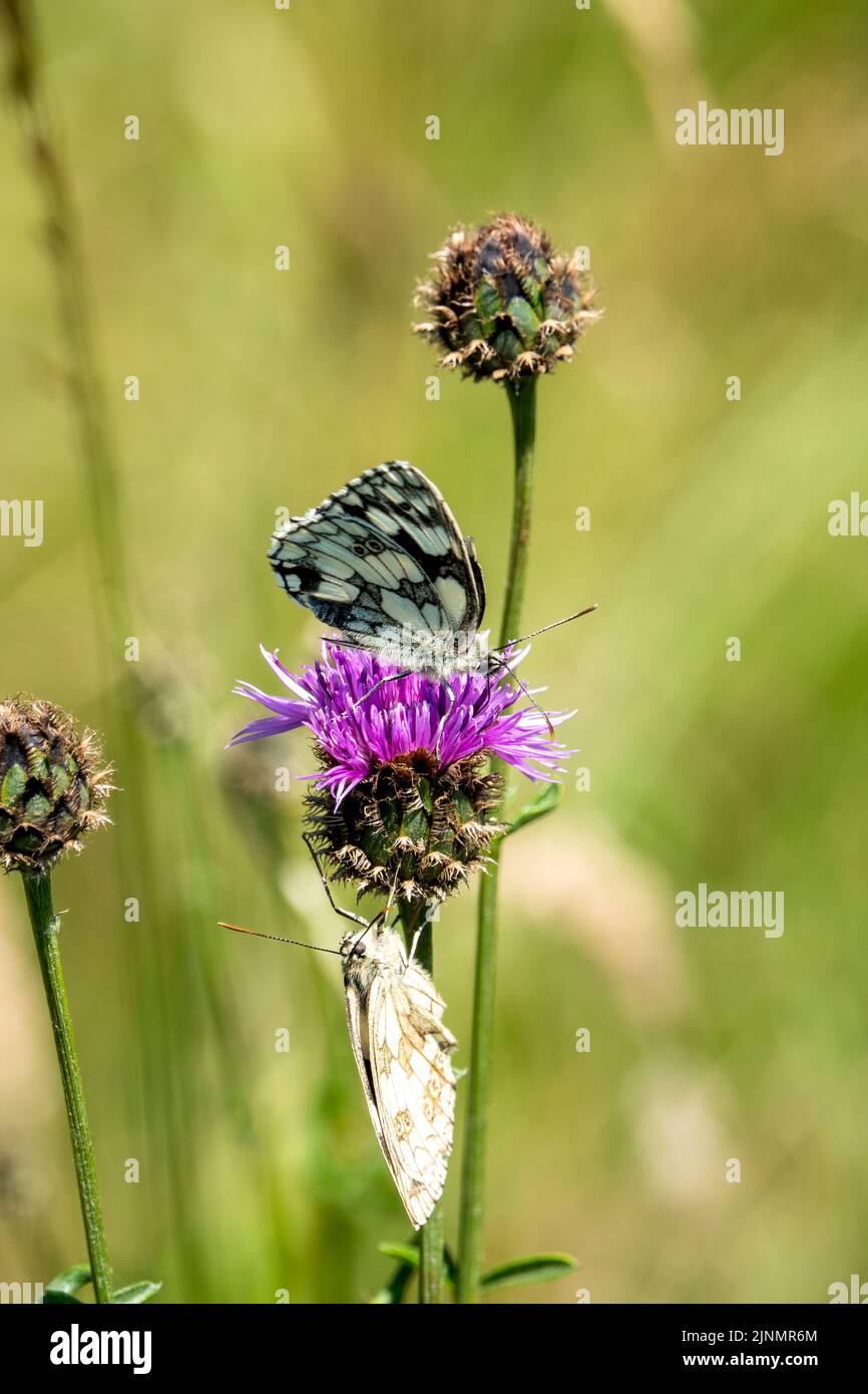 detailed close up of a Marbled White butterfly (Melanargia galathea ...