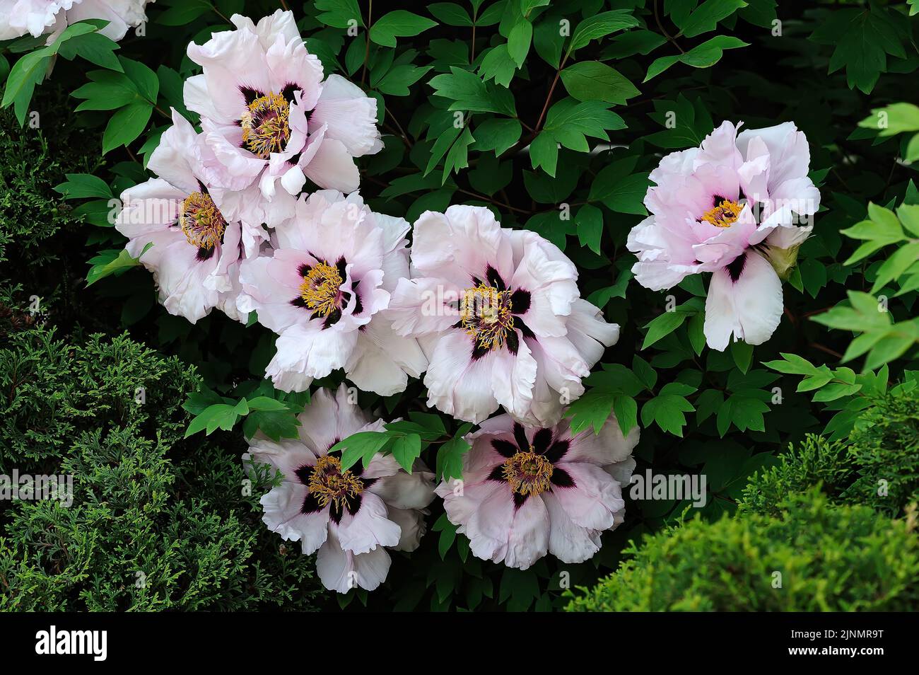 Paeony rockii hi-res stock photography and images - Alamy