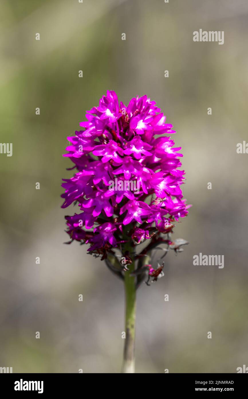 detailed closeup of a pink and purple pyramidal orchid (Anacamptis ...