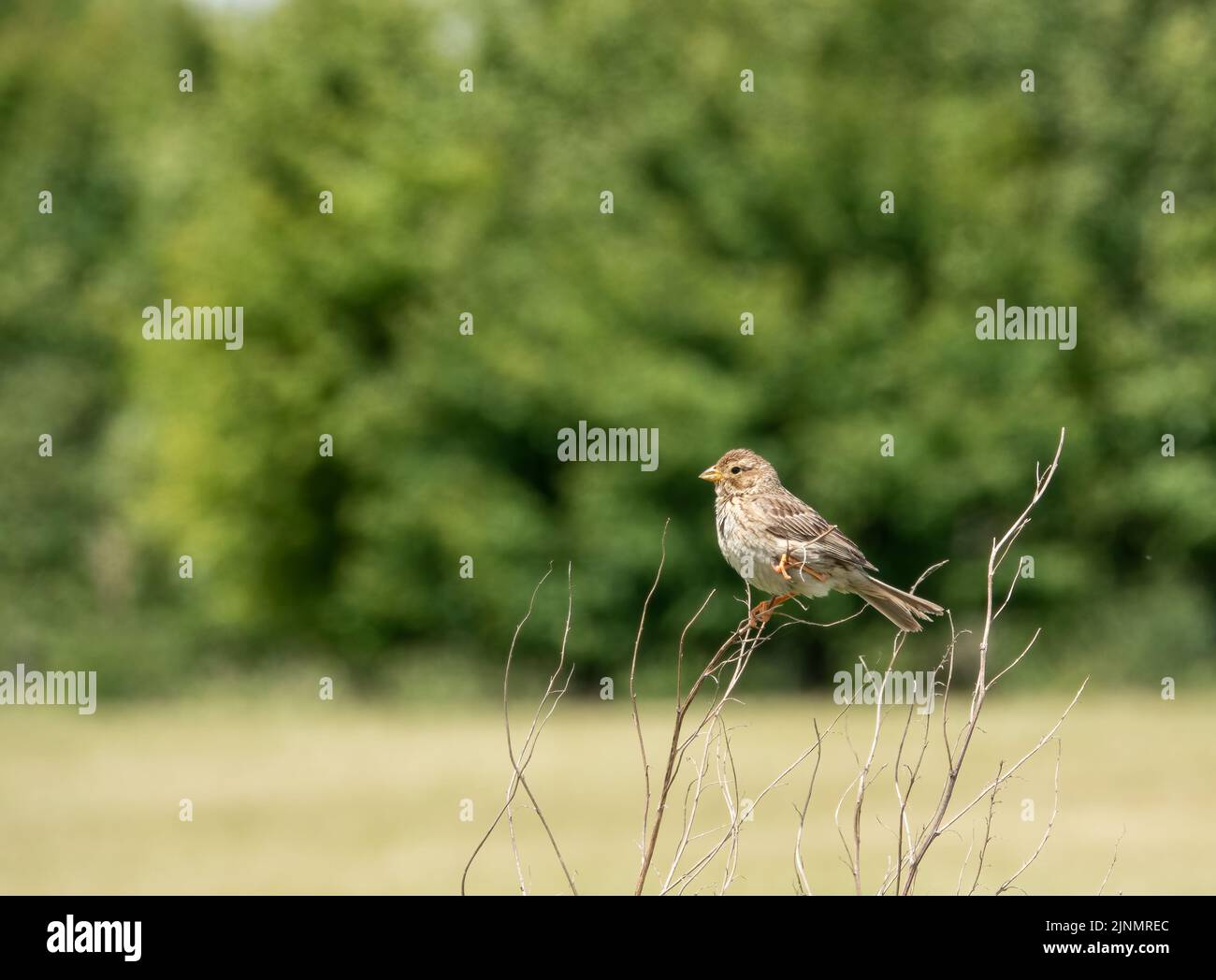 detailed close up of a Corn bunting (Emberiza calandra Stock Photo - Alamy