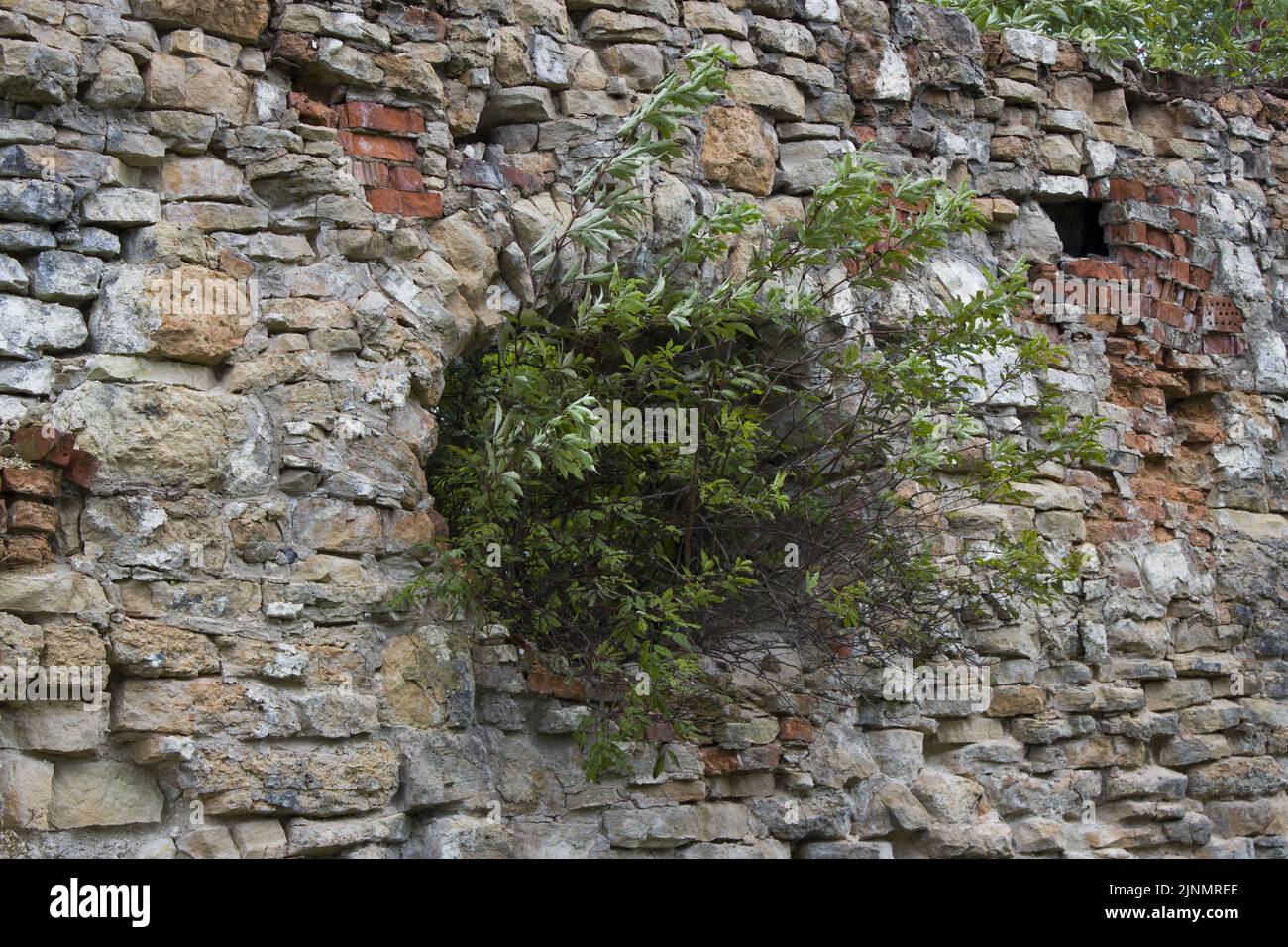 ancient wall of stones and bricks. branches of a willow tree grow in a ...