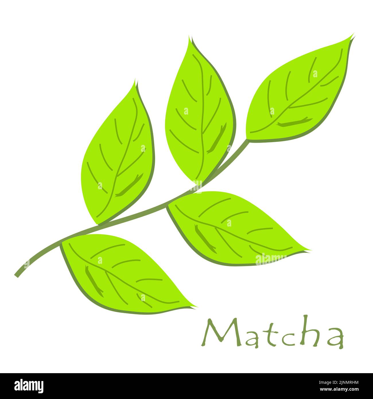 Match. Branch with green matcha leaves. Cooking ingredients, baking and ...