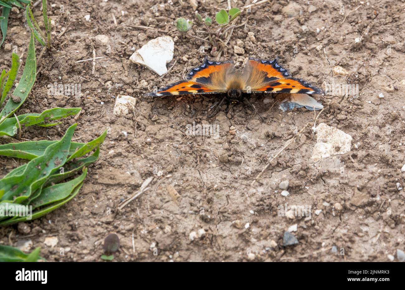 detailed close up of a Small Tortoiseshell butterfly (Aglais urticae ...