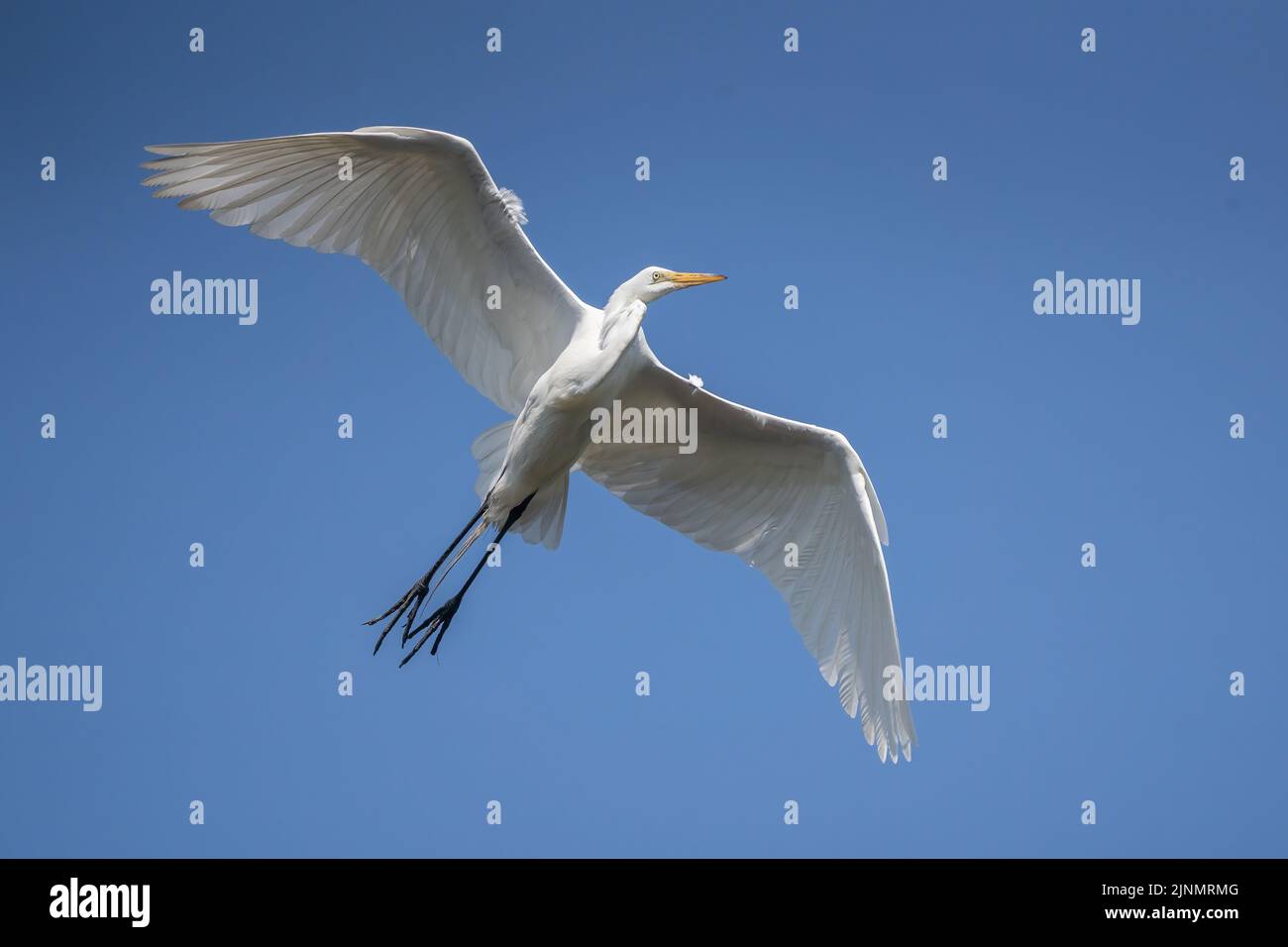 Great Egret Flying Over Stock Photo - Alamy