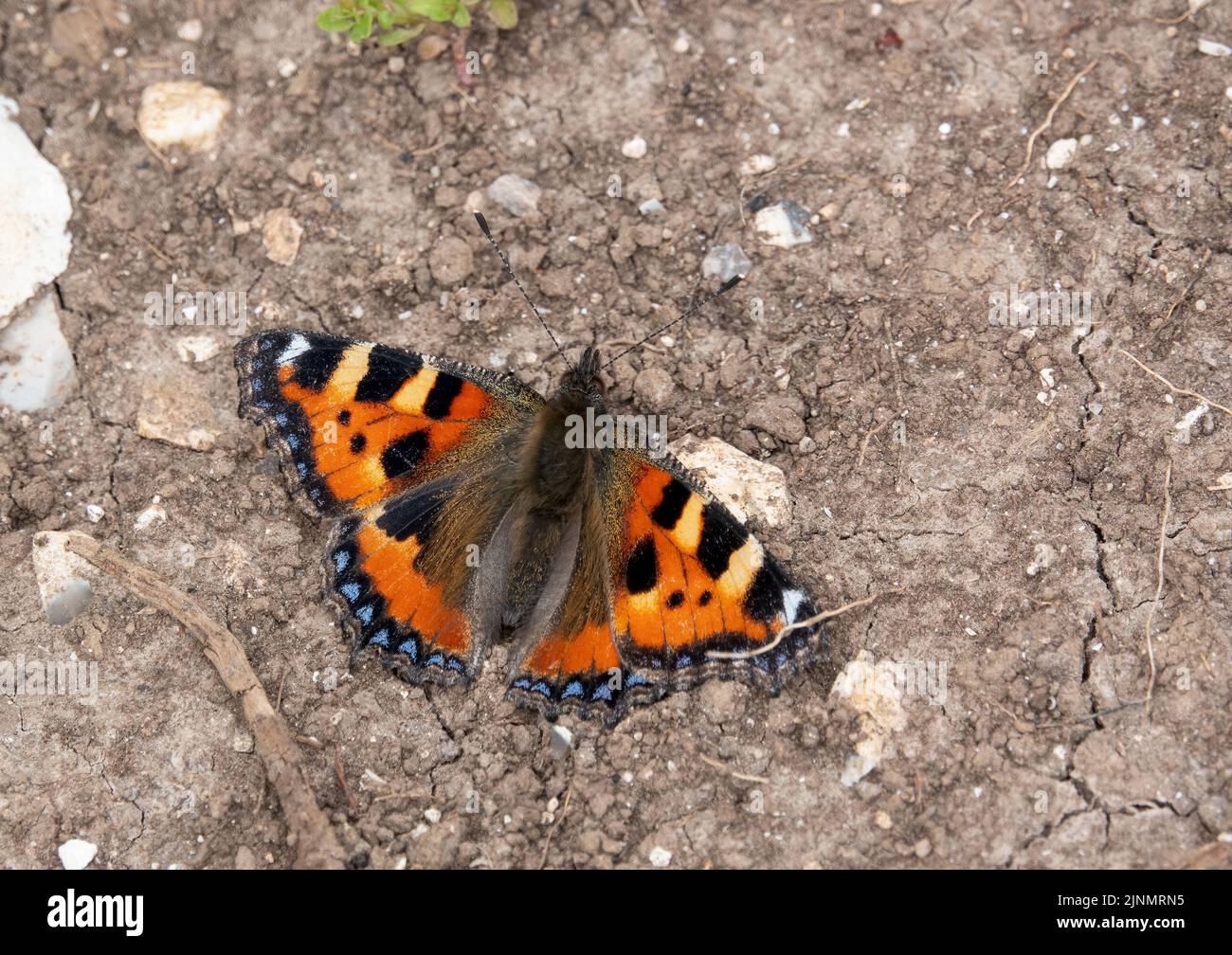 detailed close up of a Small Tortoiseshell butterfly (Aglais urticae ...