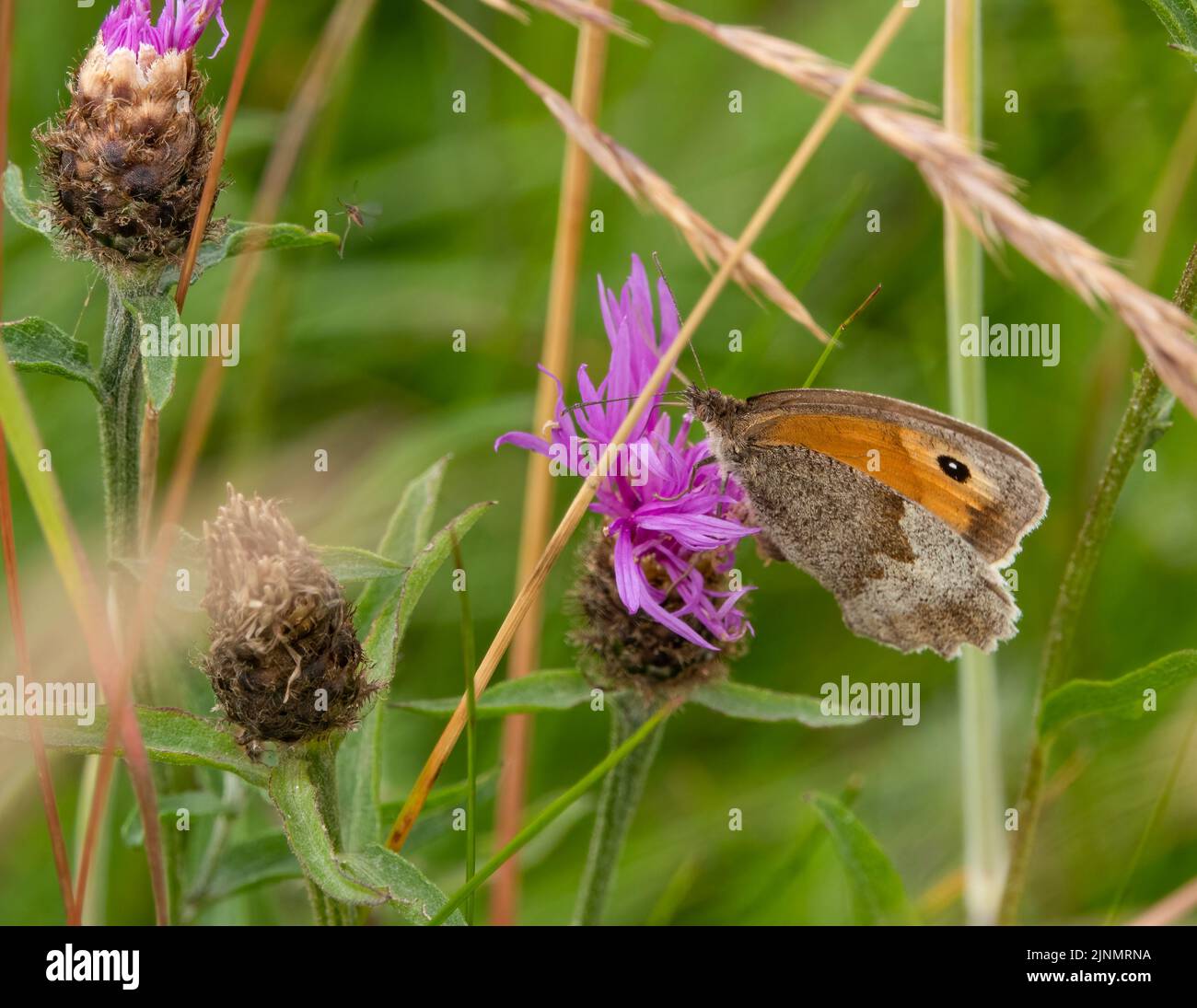 detailed closeup of a meadow brown butterfly (Maniola jurtina Stock ...