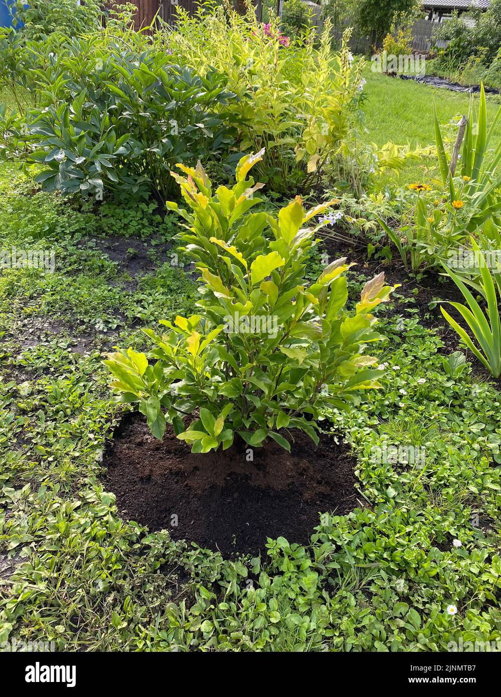 Magnolia young plant tree hi-res stock photography and images - Alamy