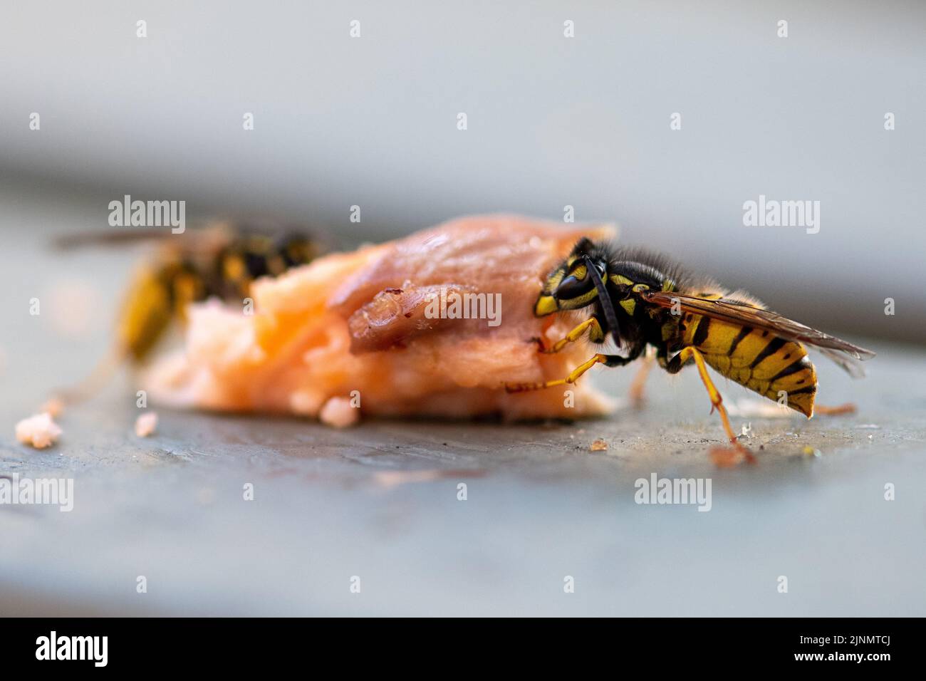 Pair of Wasps feed on Trout Stock Photo - Alamy
