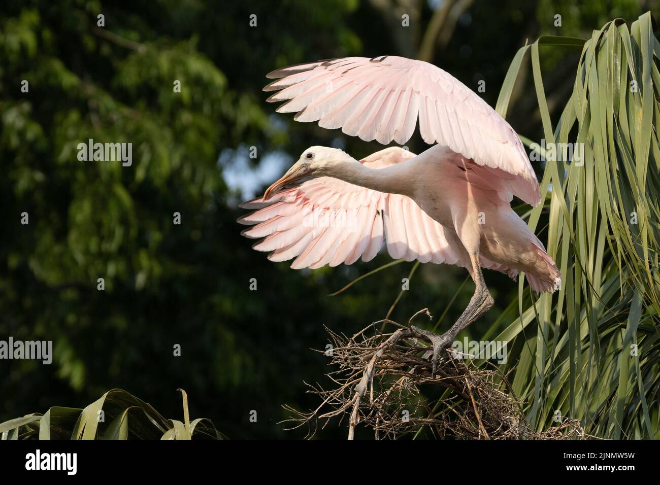 Roseate spoonbill st augustine hi-res stock photography and images - Alamy