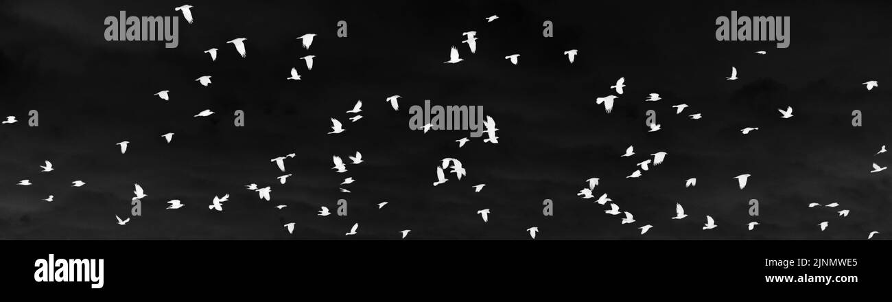 a large flock of white birds flies on a black background. processing in ...