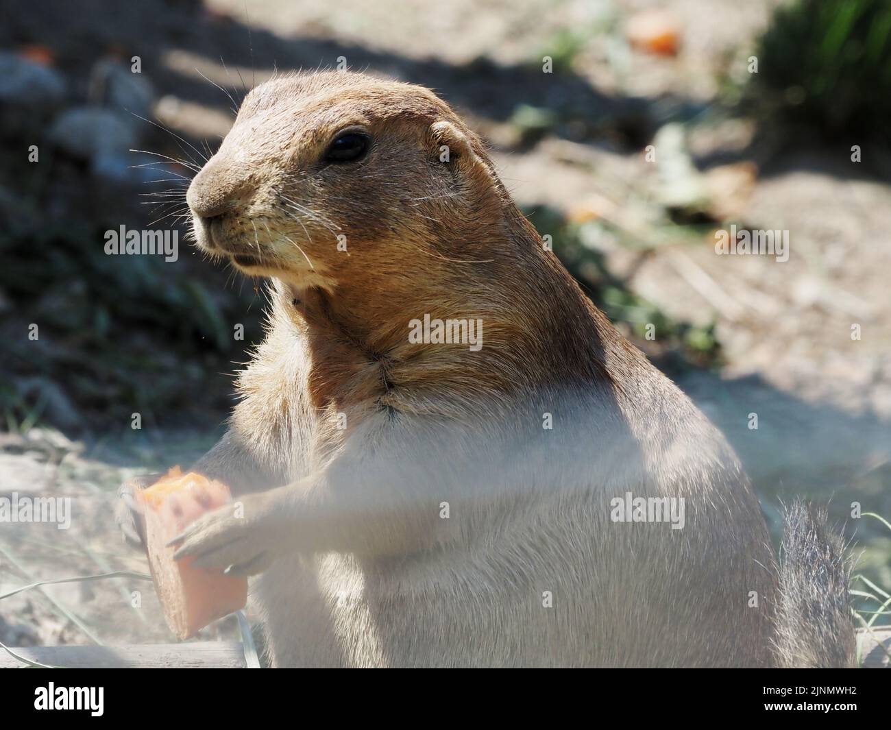 Gopher profile hi-res stock photography and images - Alamy