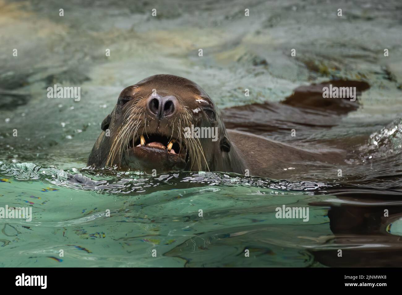 Sea Lion Swimming Stock Photo - Alamy