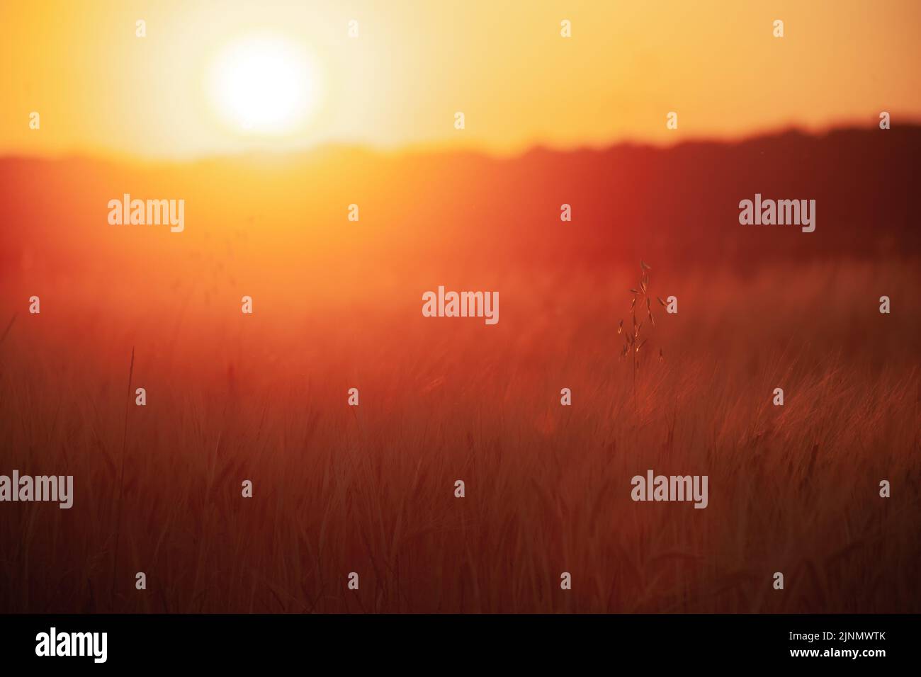 Blur field background with bright orange and red sunset Stock Photo - Alamy