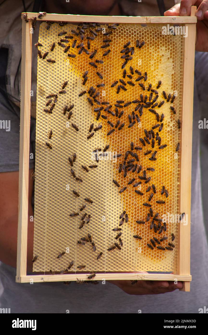 Bees build combs on new wax in a frame. The beekeeper looks at the work ...