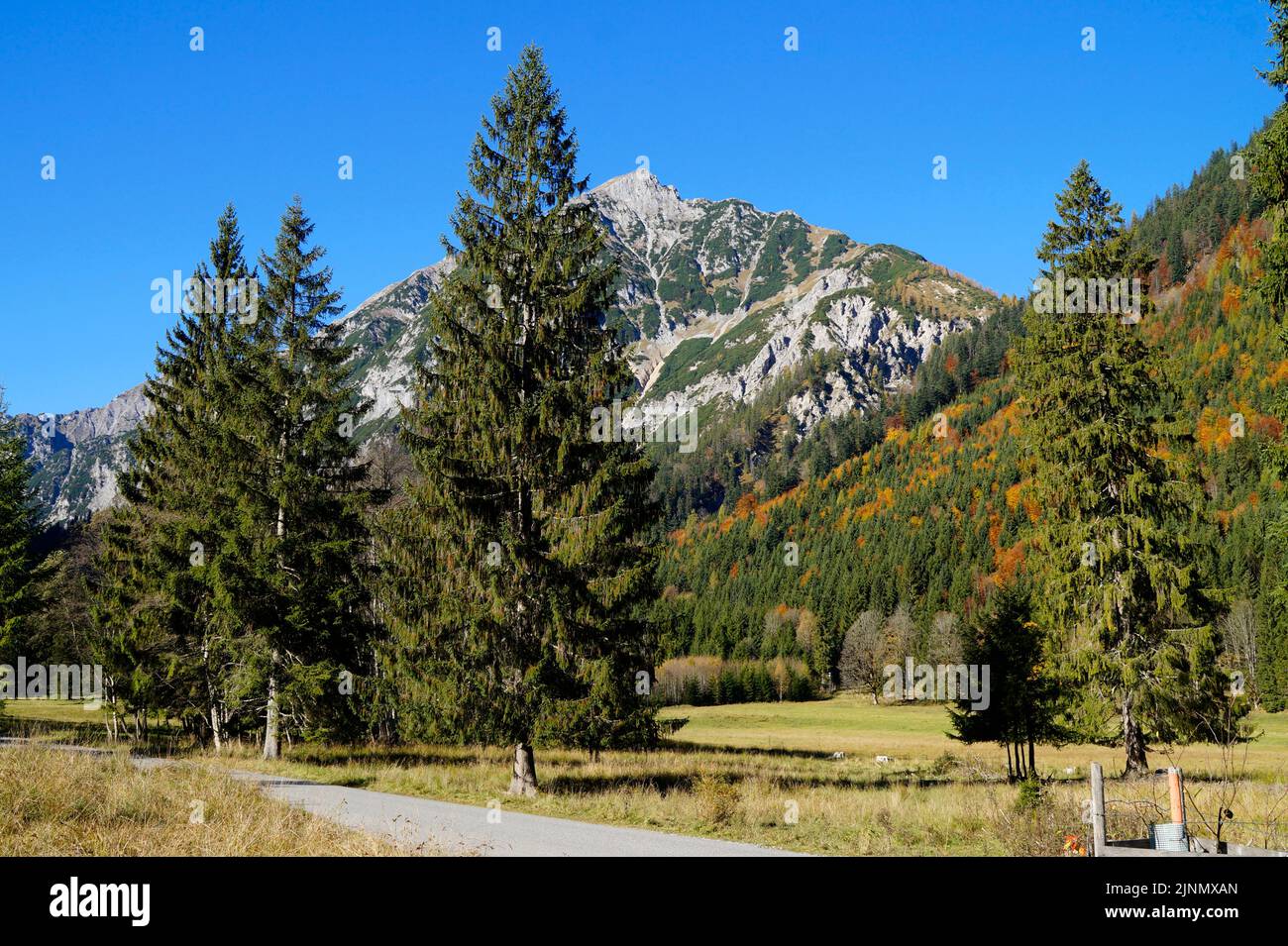 a picturesque alpine landscape with pine trees and the blue sky in ...