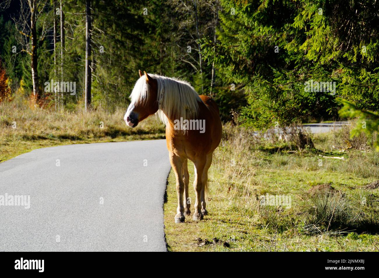 a beautiful wild palomino mare with a blond mane in the Gramai Alm ...