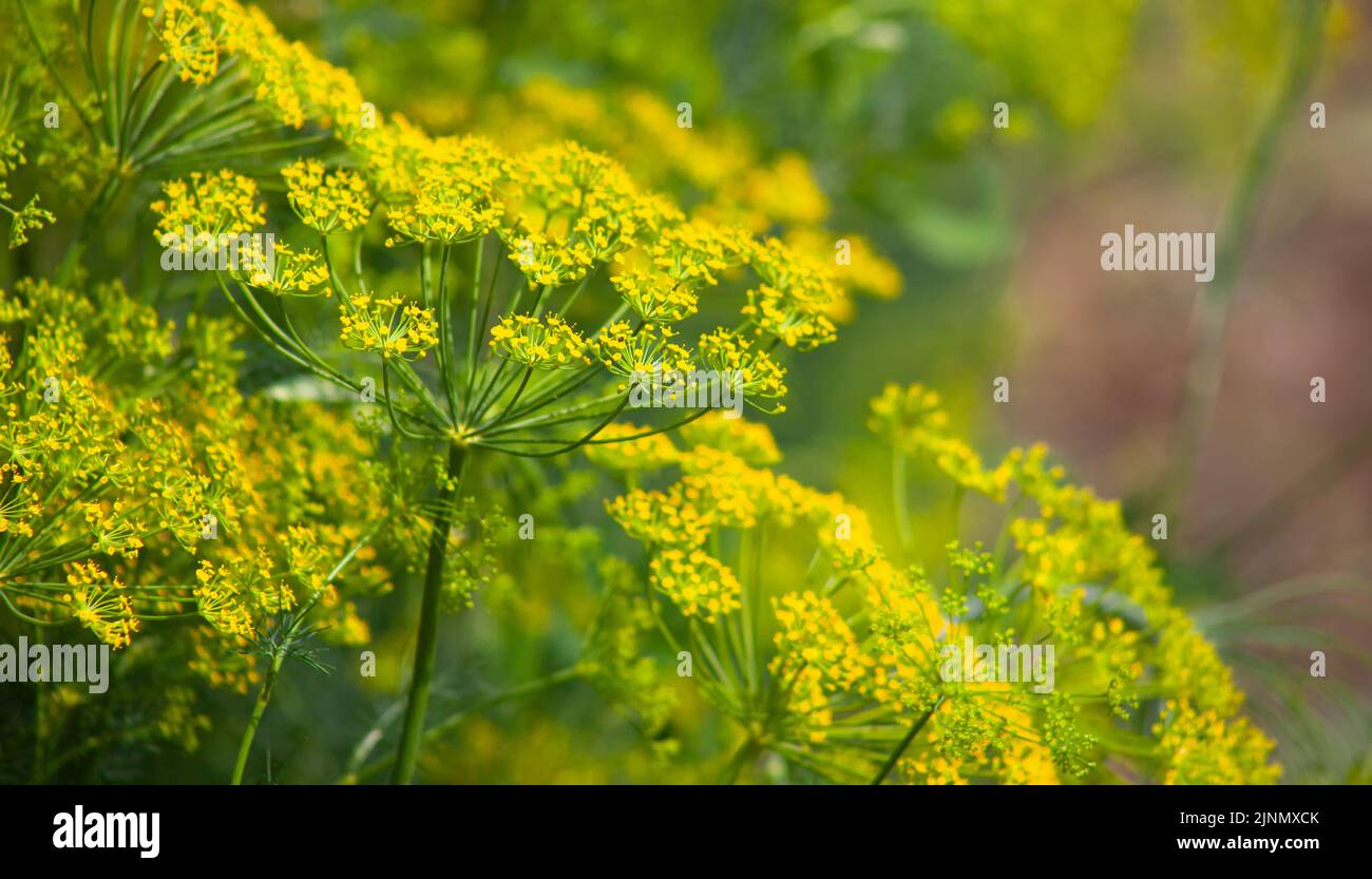 Dill flowers blurred branches, plant growth in the garden Stock Photo ...