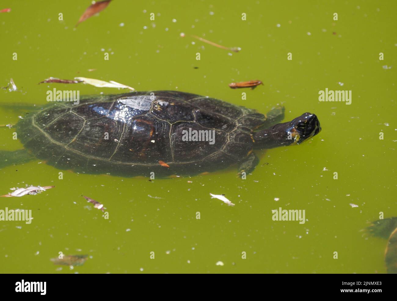 Turtle in peaceful pond hi-res stock photography and images - Alamy