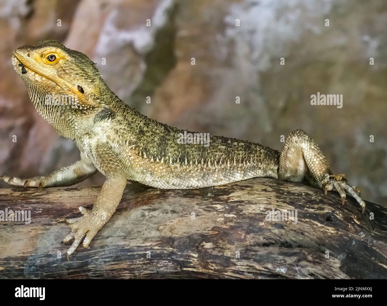 The central bearded dragon (Pogona vitticeps), also known as the inland ...