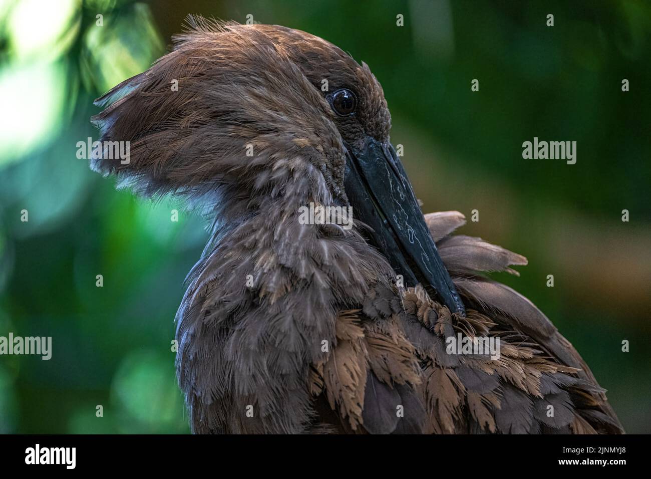 Hamerkop (Scopus umbretta) Cleaning its Plumage Stock Photo - Alamy