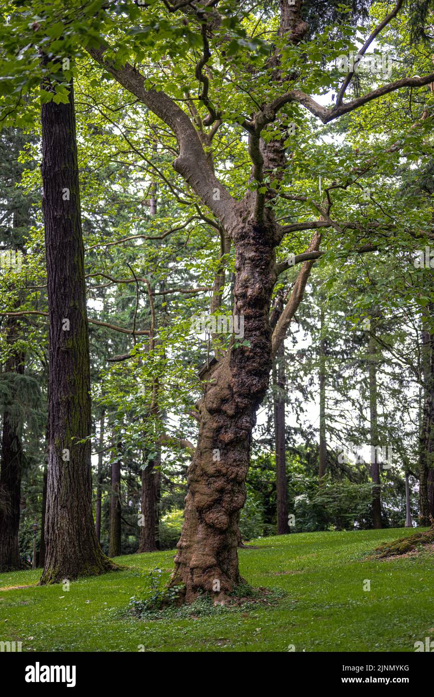 Laurelhurst park hi-res stock photography and images - Alamy