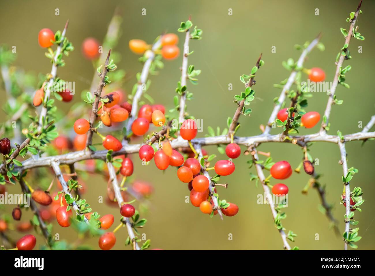 Wild fruits in Calden Forest environement, Piquillin, Condalia ...