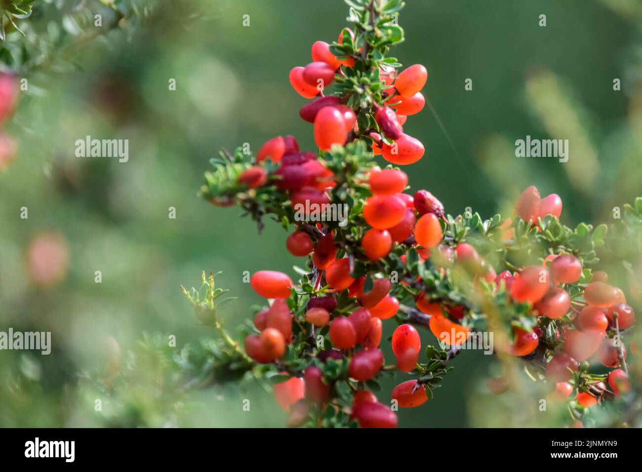 Wild fruits in Calden Forest environement, Piquillin, Condalia ...